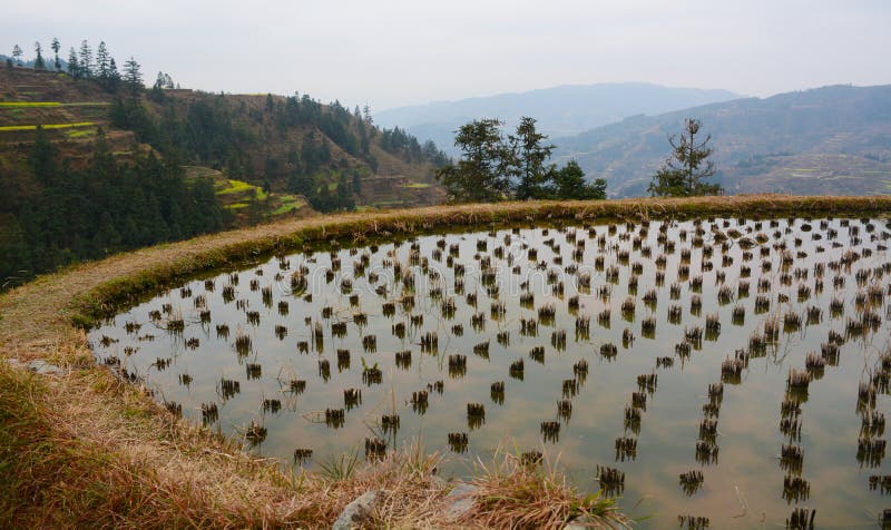 Dry Seedlings stock photo. Image of water, green, agriculture - 38178562