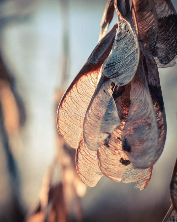 Dry seeds stock image. Image of backlit, wood, leaves - 182435483