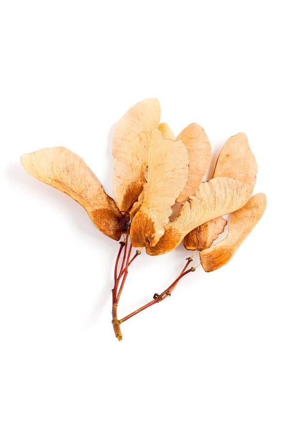 Dry seeds of a maple tree stock photo. Image of pattern - 26695612