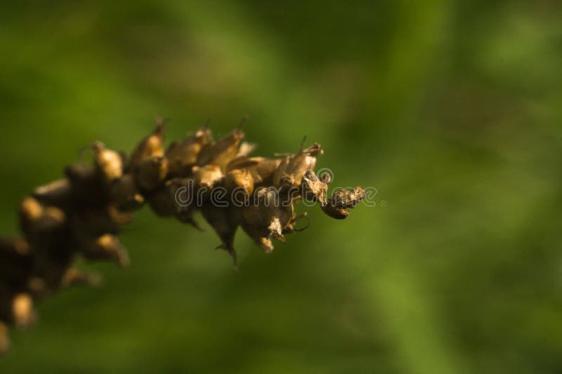 Dry Seeds of Plantago Major Stock Photo - Image of herbal, major: 335144144