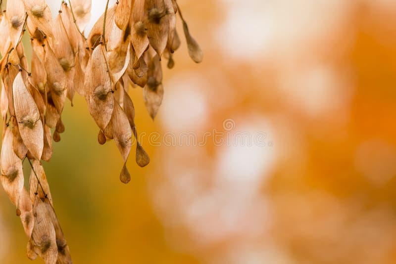 Dry seeds of a tree stock photo. Image of nature, brown - 61465058