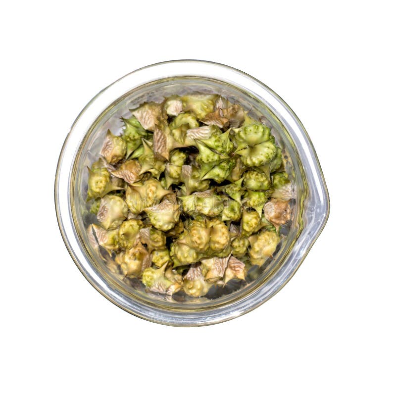 Dry Seeds of Tribulus Terrestris Plant Stock Photo - Image of improve ...