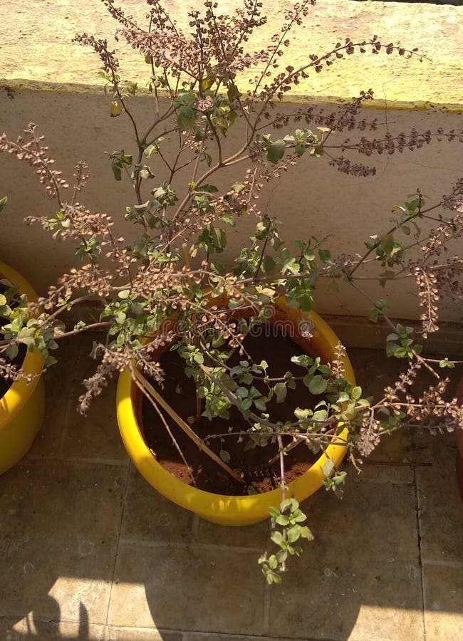 Seeds of Tulsi Plant Growing Stock Image - Image of herbs, garden ...