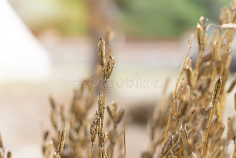 Dry Sesame Seed Plants in the Area Stock Image - Image of field ...