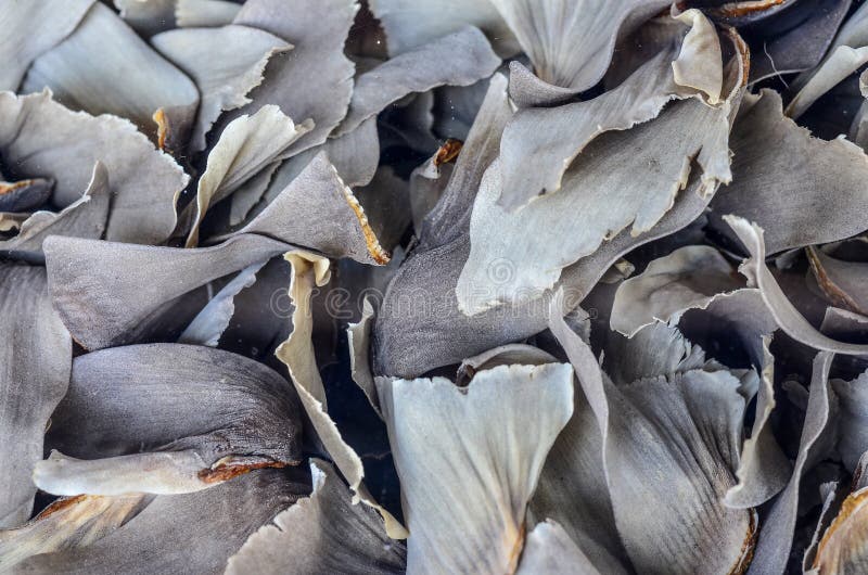 Dry shark fin stock photo. Image of plant, autumn, cuisine - 197992866
