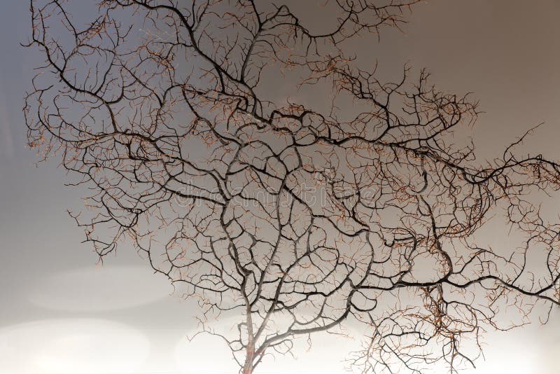 Dry, Sharp Branch. Bare Old Twig that Looks Like Veins Stock Photo ...