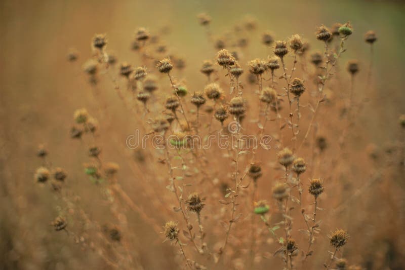 Dry Sharp Brown Bush Grass Grow in Autumn Field. Stock Photo - Image of ...
