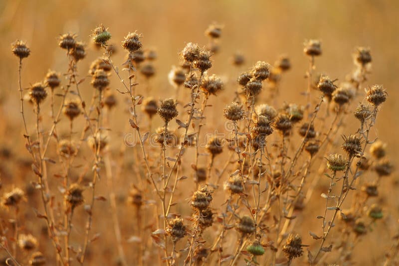 Dry Sharp Brown Flowers Growing in Autumn Field Stock Image - Image of ...