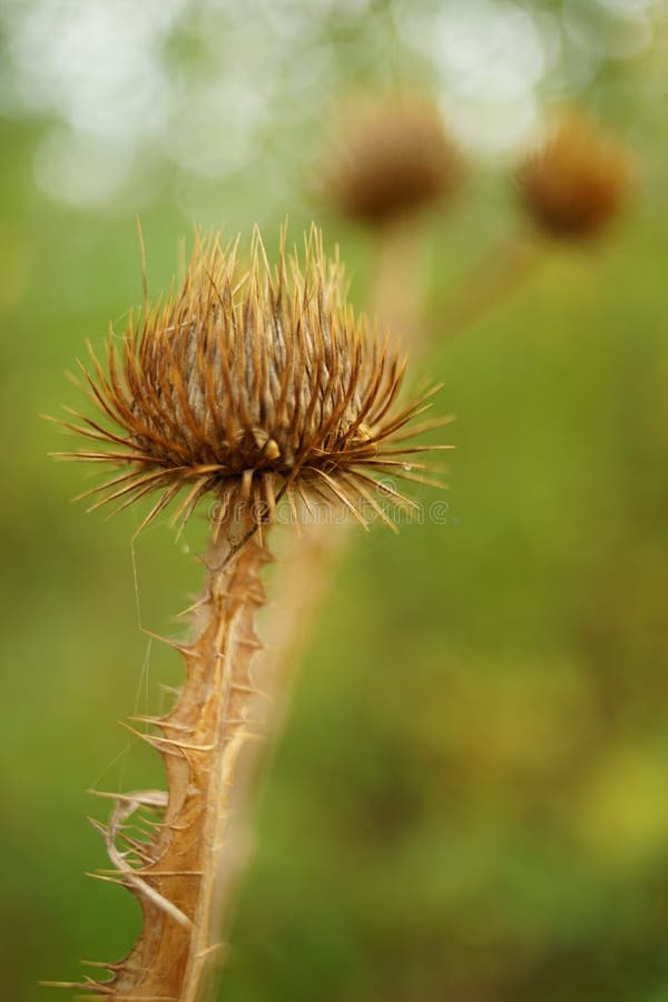 Sharp Thorn Plant Growing in Sunny Brown Field. Macro Image Stock Photo ...