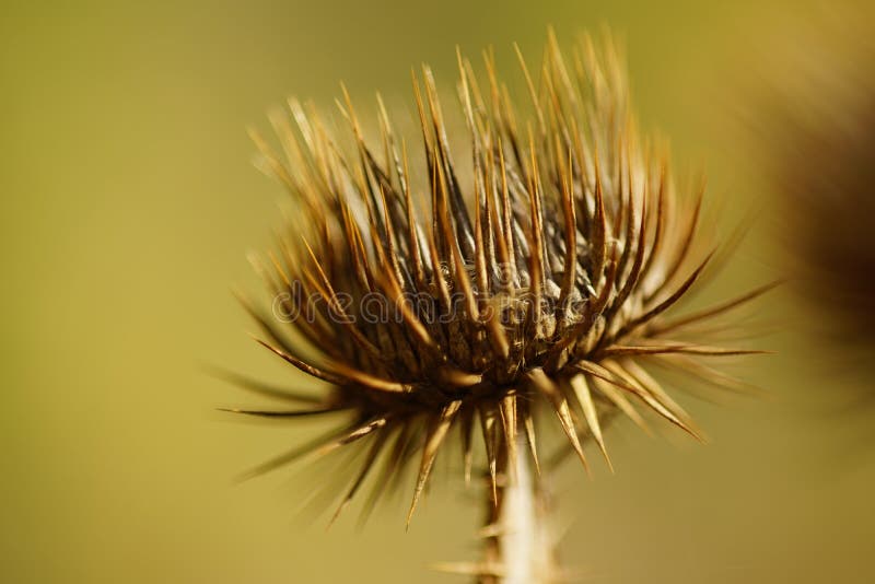 Sharp Thorn Plant Growing in Sunny Brown Field. Macro Image Stock Photo ...