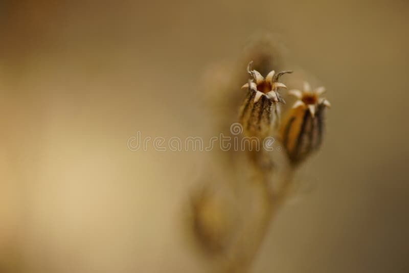 Dry Sharp Plant Growing in Autumn Field. Macro Image Stock Photo ...