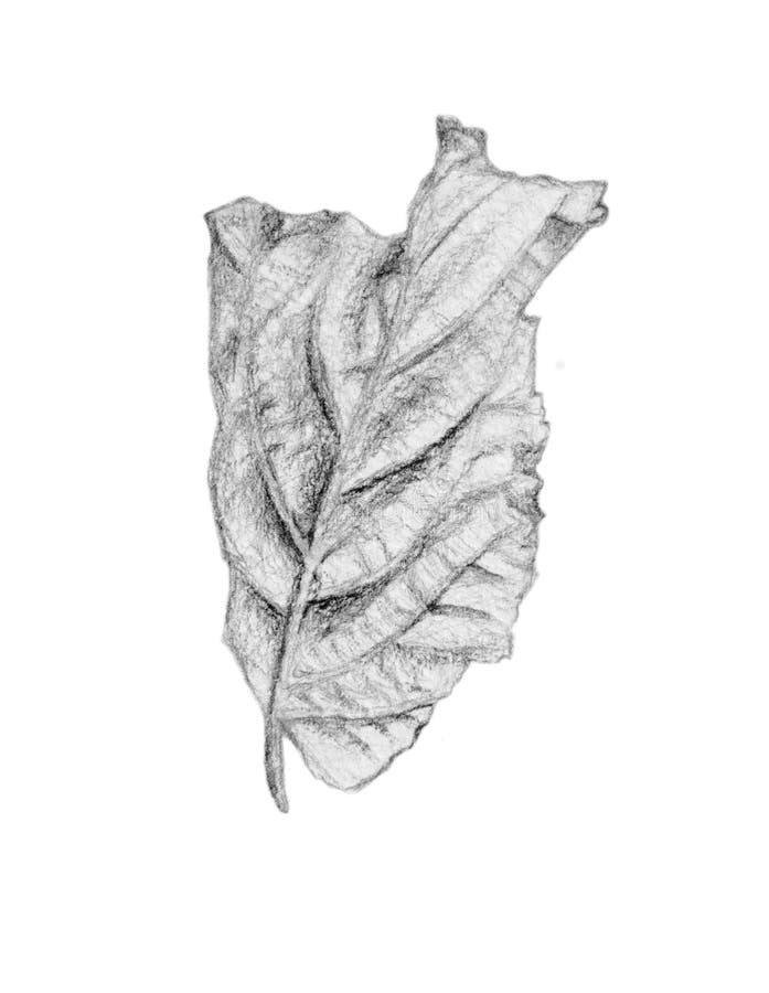 Dry Sheet of Grape Drew by Hand on a White Background Stock ...