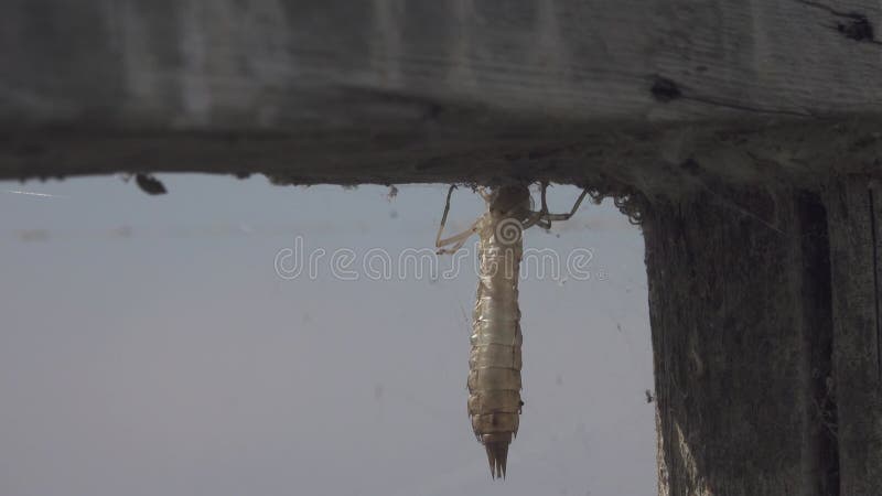 Dry Shell of a Dragonfly Larva Stock Video - Video of insect, nature ...