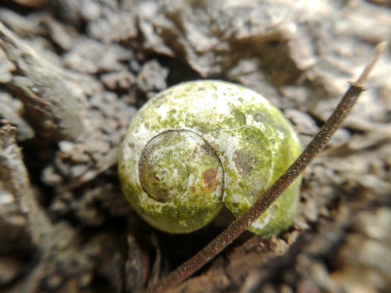 Dry shell stock image. Image of natural, green, dirty - 53380065