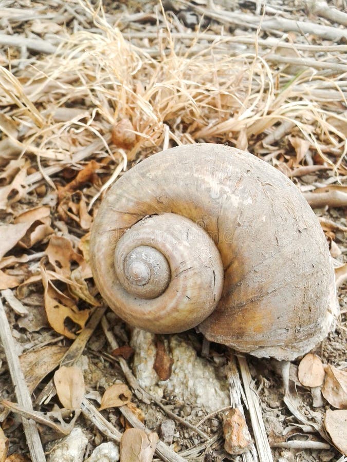 Dry shell stock photo. Image of animal, dead, soil, shell - 57276232