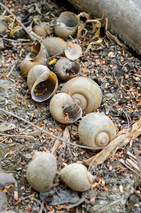 Dry shell stock photo. Image of dirty, outdoor, natural - 61887848
