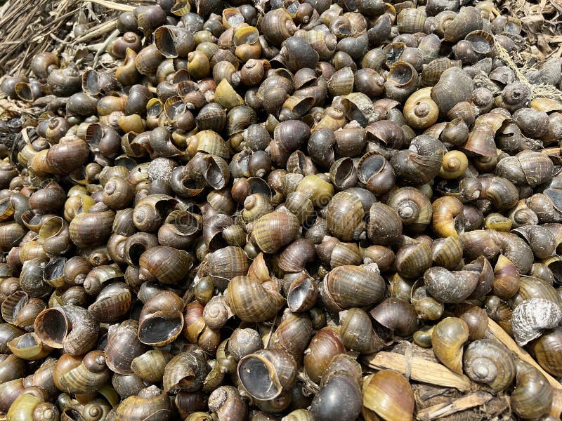 Dry shell on the ground stock photo. Image of healthy - 243705336