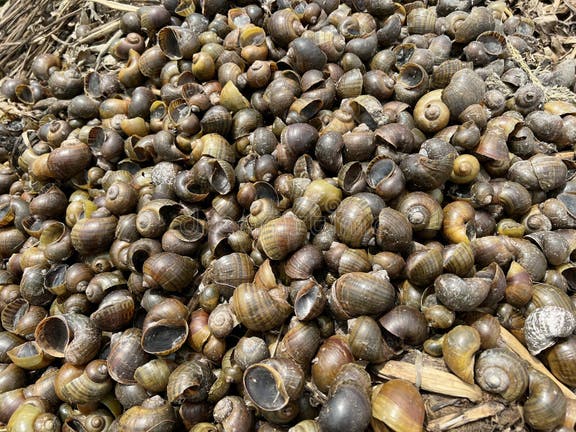 Dry shell on the ground stock photo. Image of healthy - 243705336