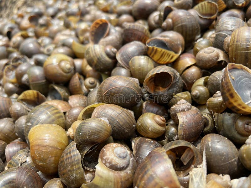 Dry shell on the ground stock photo. Image of nature - 243705344