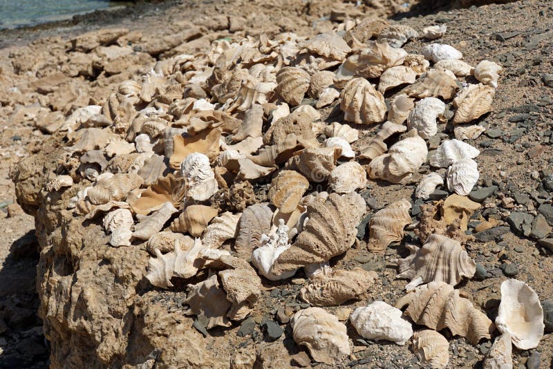 Dry shell stock image. Image of background, beach, flotsam - 45770017