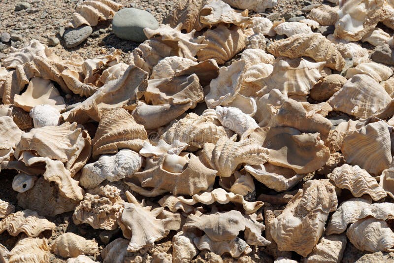 Dry shell stock photo. Image of sunshine, vacation, faded - 45770020