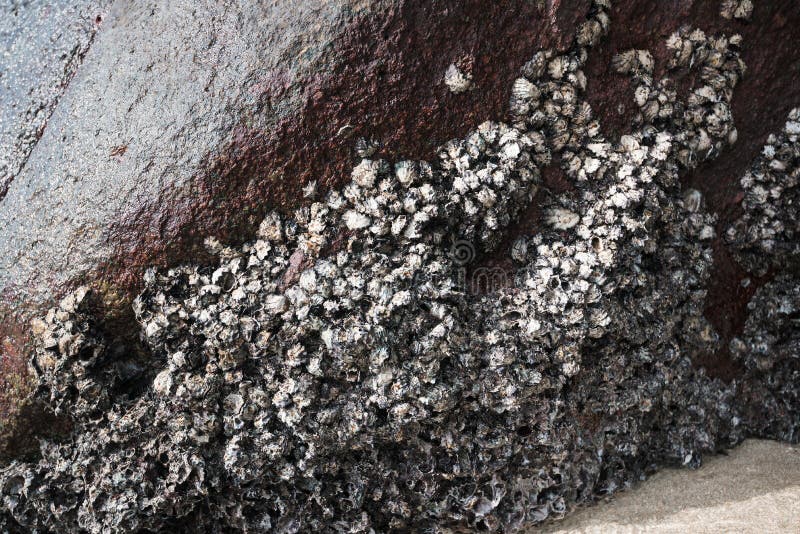 Dry shellfish on stone stock image. Image of textured - 126860895