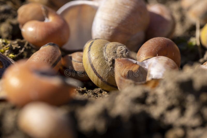 1,005 Garden Snails Shells Stock Photos - Free & Royalty-Free Stock ...