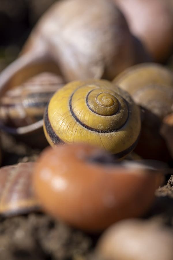 334 Large Clam Shells Stock Photos - Free & Royalty-Free Stock Photos ...