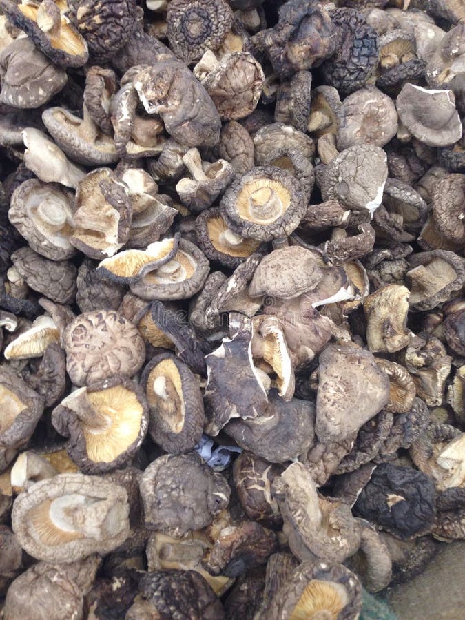 Dry shiitake stock image. Image of shiitake, nobody, spice - 50294023