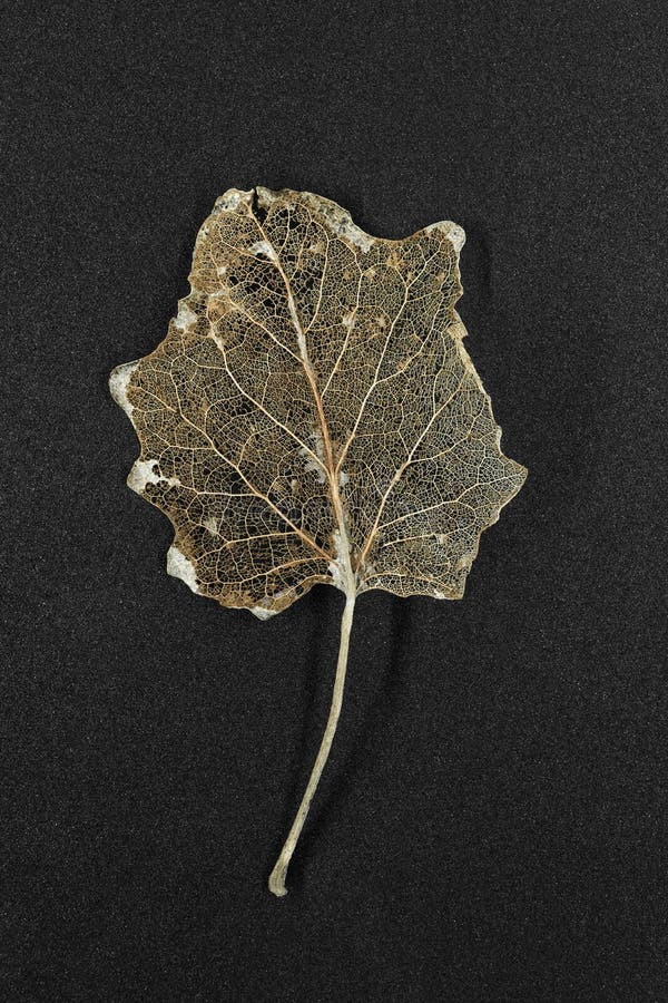 891 Silver Poplar Stock Photos - Free & Royalty-Free Stock Photos from ...