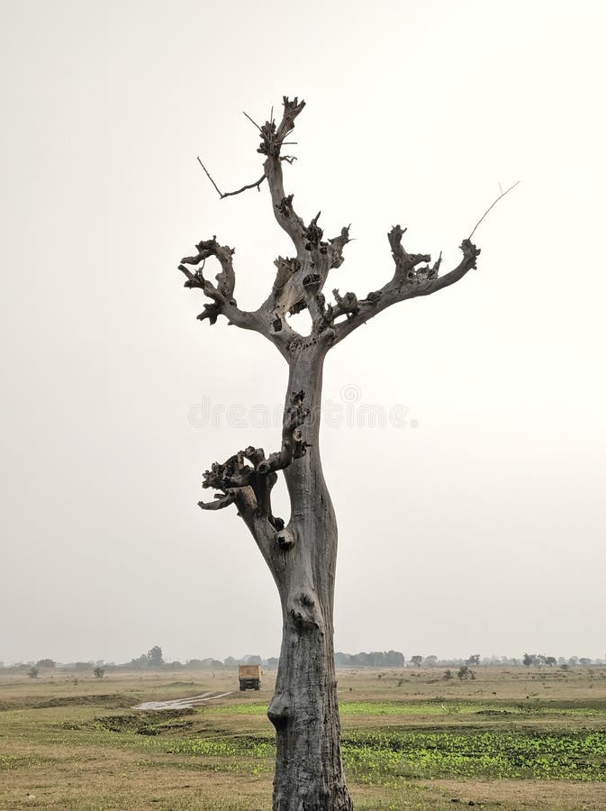 Dry Single Tree in Large Open Ground Stock Image - Image of trunk, dead ...