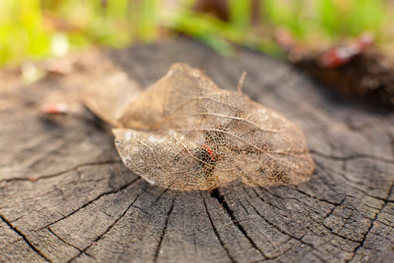 The Skeletonized Leaf of a Tree on a Earth Stock Photo - Image of ...