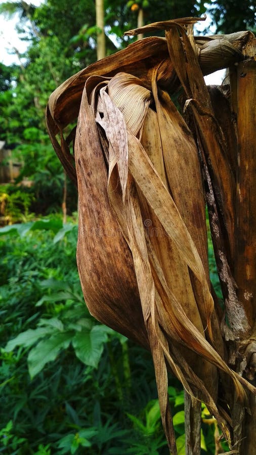 Dry skin corn stock photo. Image of tree, corn, carving - 185421088