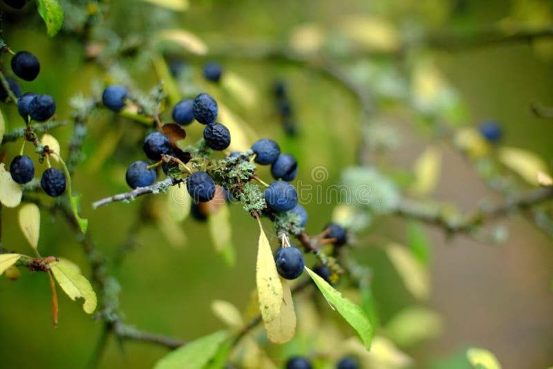 Dry sloes stock image. Image of arid, blackthorn, hedge - 142408581
