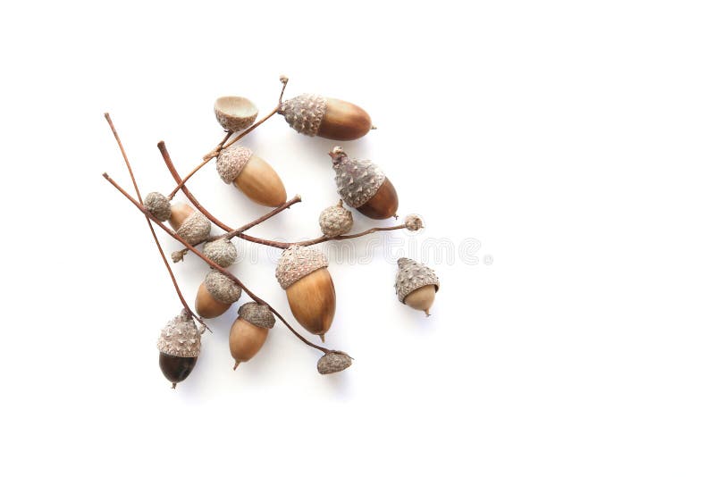 Dry Small Acorns with Branches Isolated on White Background Stock Photo ...