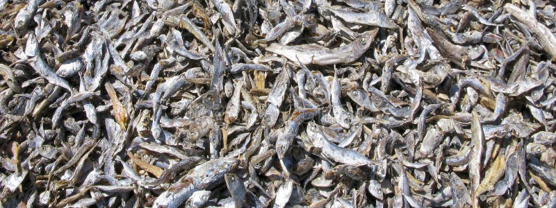 Dry small fish stock image. Image of meal, preserved - 70397191