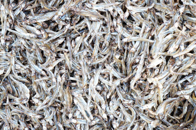 Dry small fish stock image. Image of snack, prepared - 35664271