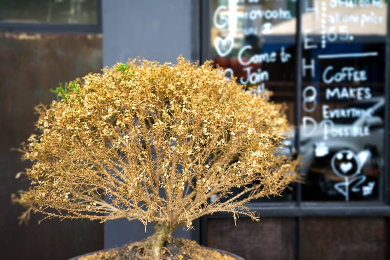 Dry Small Tree is in Front of Coffee Shop Stock Image - Image of crop ...