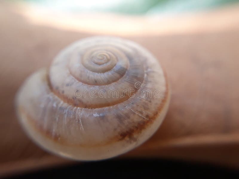 Snail shell stock image. Image of leaf, snail, garden - 116303667