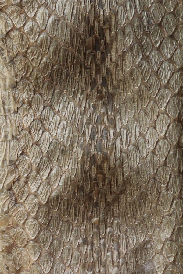 Shed Snake Dry Skin in Nature Stock Photo - Image of pelt, dormant ...