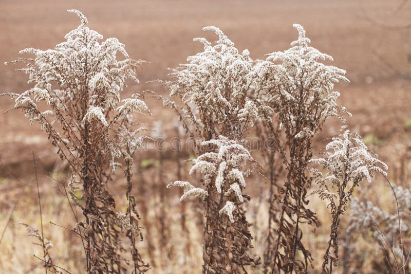 Dry Soft Flowers in the Field on Beige Background. Stock Image - Image ...