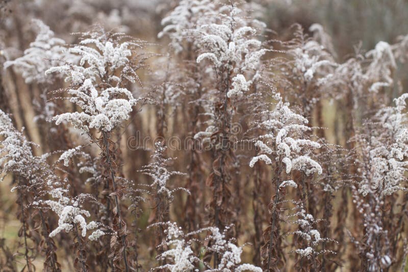 Dry Soft Flowers in the Field on Beige Background. Stock Image - Image ...