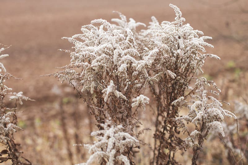 Dry Soft Flowers in the Field on Beige Background. Stock Photo - Image ...