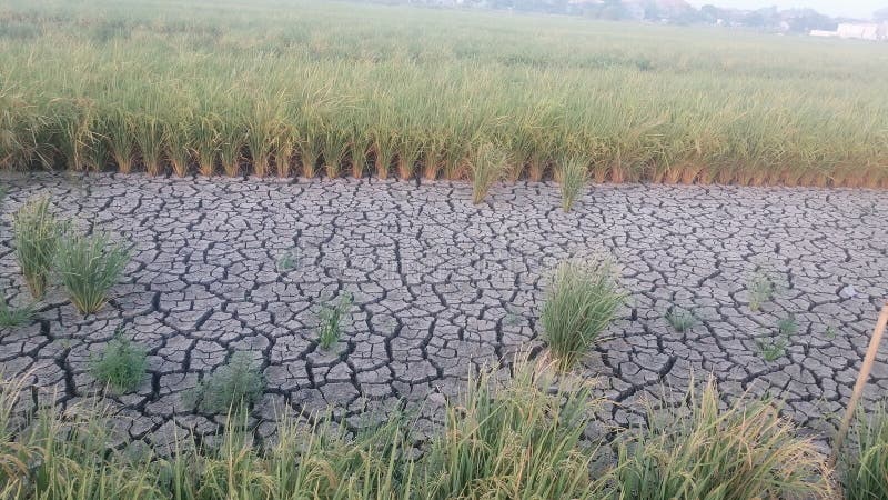 Dry Soil,the Handle is Cracked,dry Rice Fields Stock Image - Image of ...