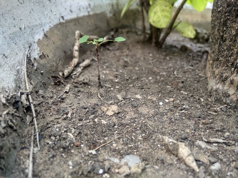 Dry Soil Lots of Small Pebbles and One Small Plant Stock Image - Image ...