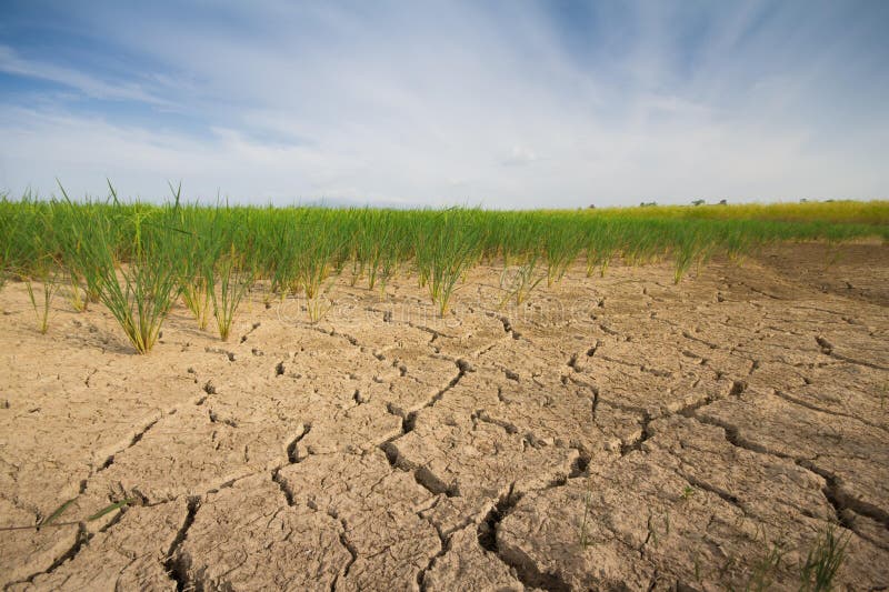 Dry soil rice farm stock photo. Image of grass, grow - 29645102
