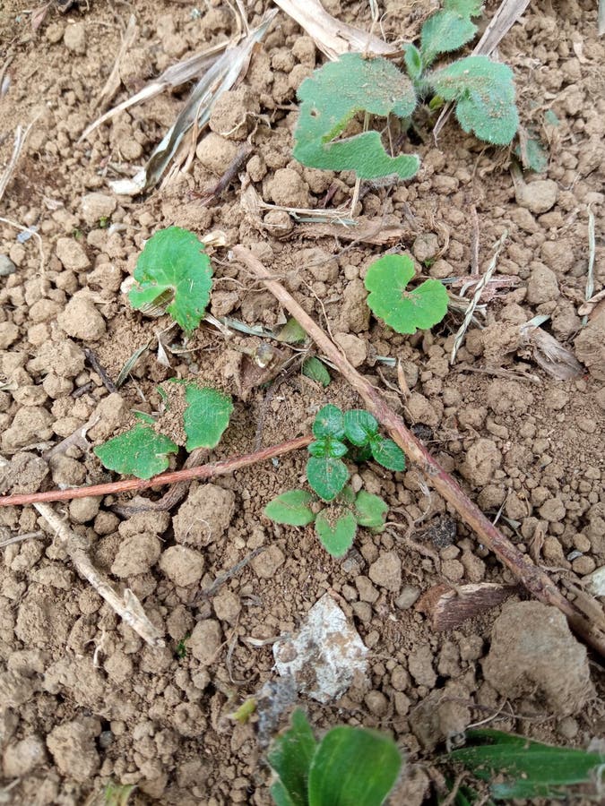 Dry Soil and Some Wild Plant Stock Photo - Image of crop, food: 223864342