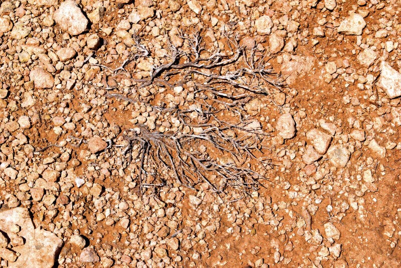 Dry Soil with Stones and Withered Plant Stock Image - Image of abstract ...