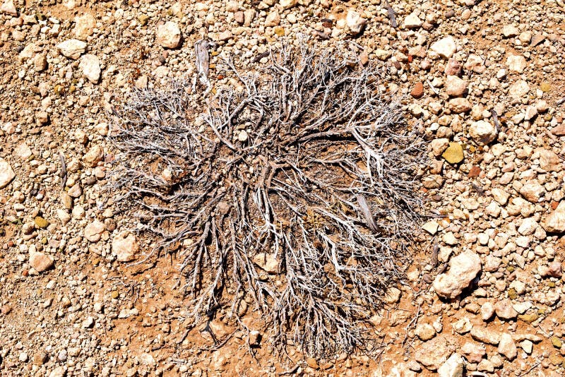 Dry Soil with Stones and Withered Plant Stock Image - Image of rock ...