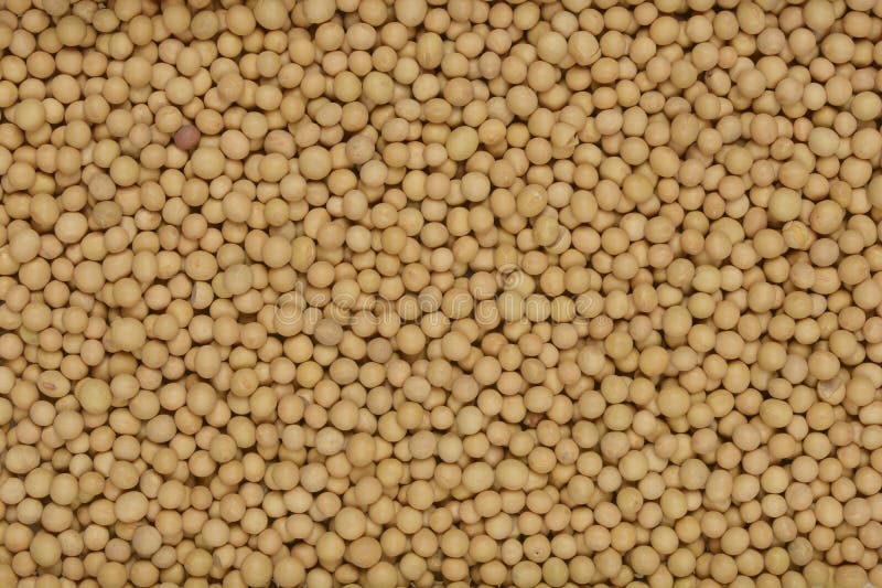 Dry soybeans stock photo. Image of food, uncooked, grain - 366882574